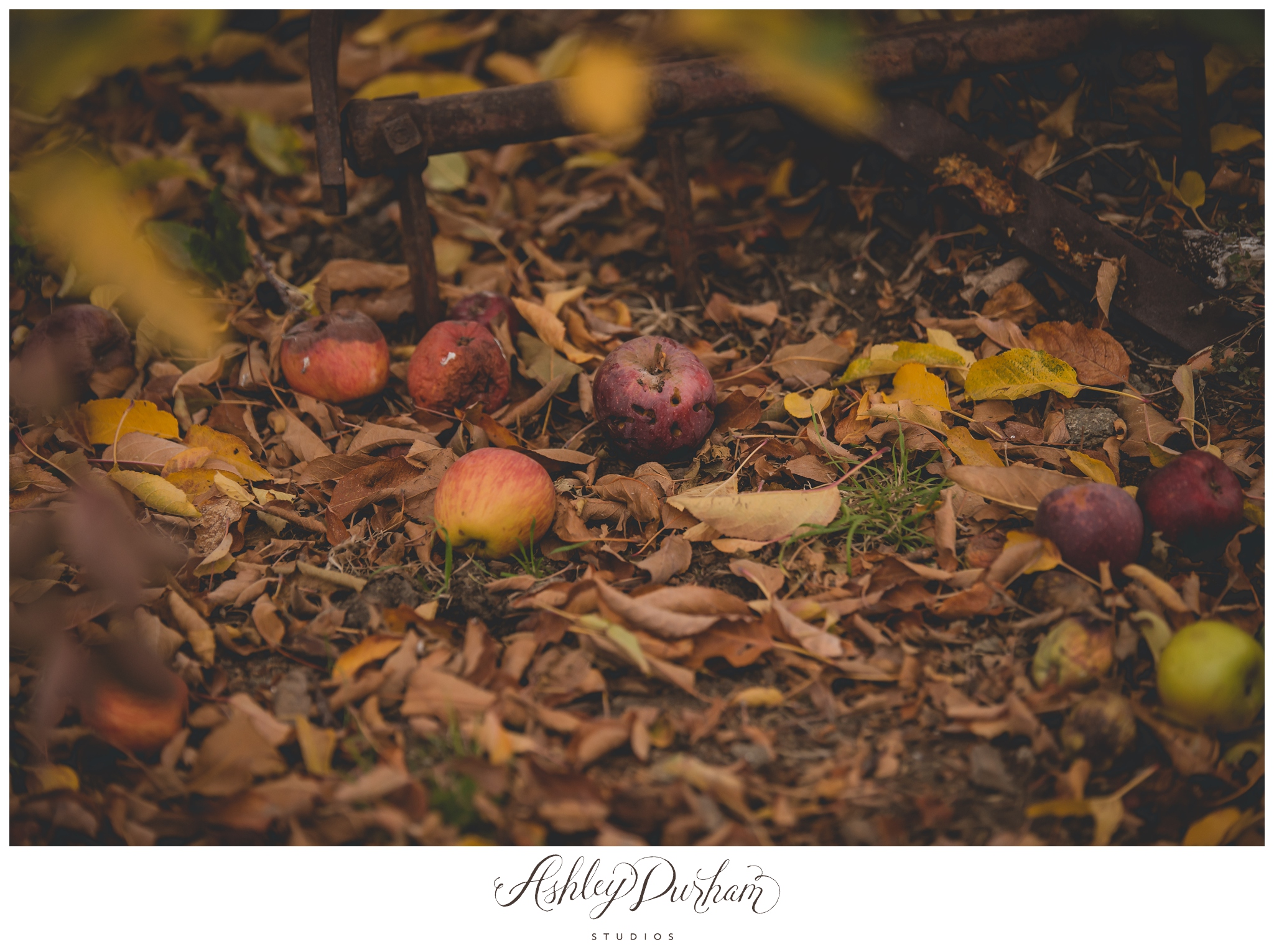 The LaVoise's | Oak Glen Family Session at Riley's Apple Farm