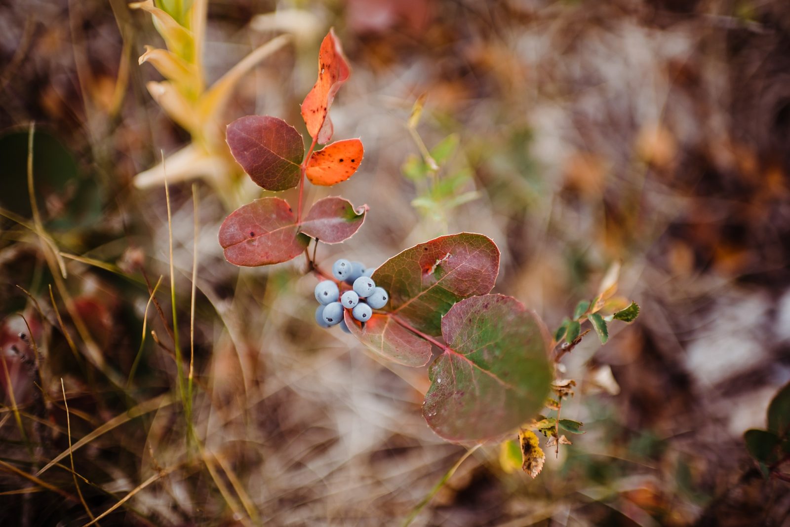 Aspen Engagement Session at Tagert Lake in Colorado