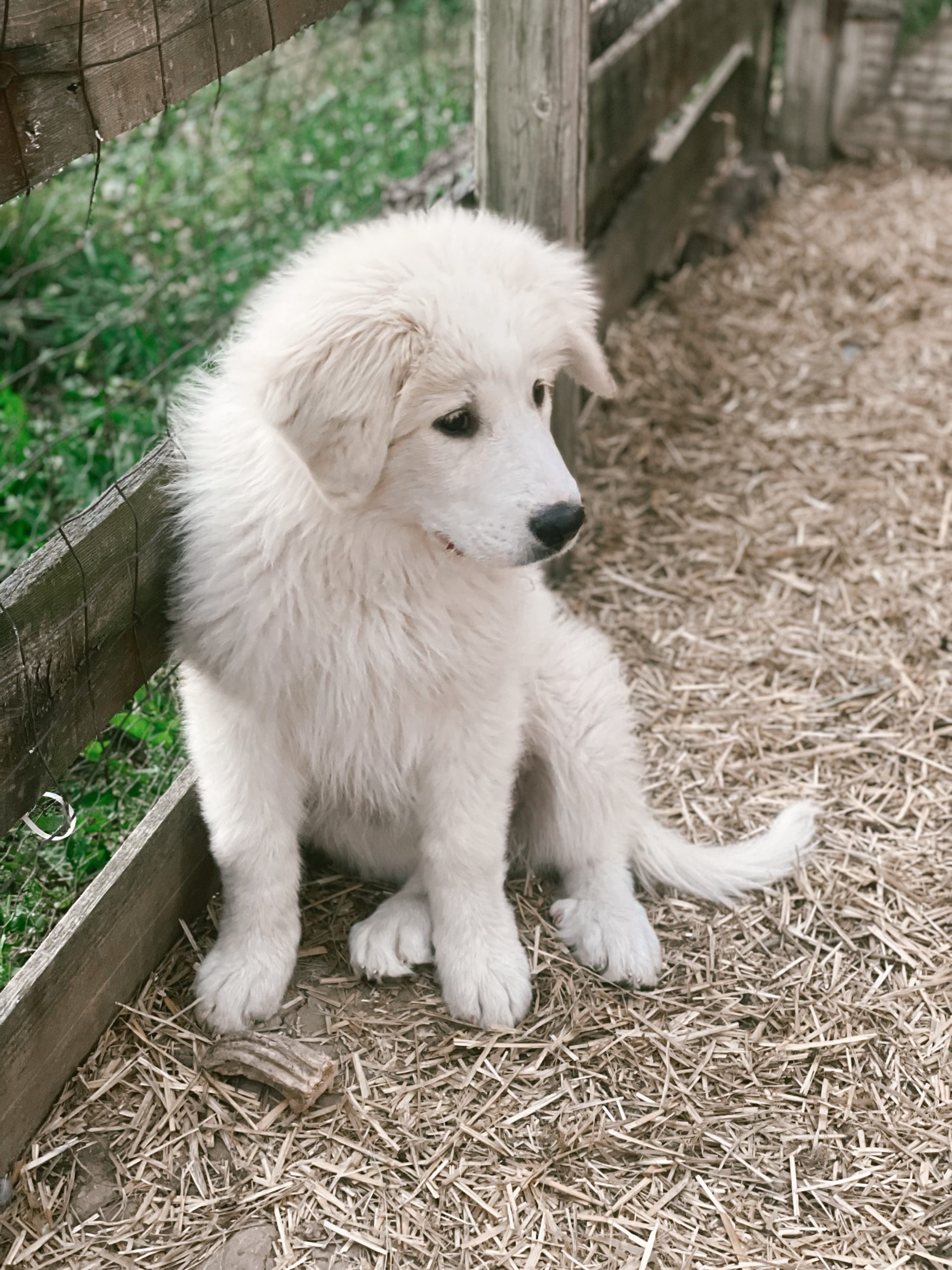 Meet Mazikeen, Our Great Pyrenees & Anatolian Shepherd Farm Dog