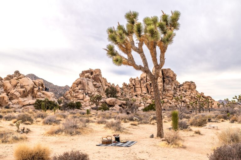 Joshua Tree Proposal Session